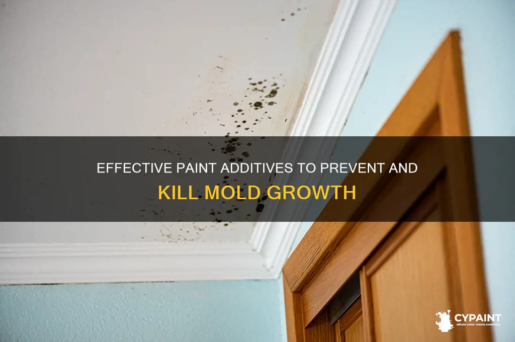 Effective Paint Additives To Prevent And Kill Mold Growth | CyPaint
