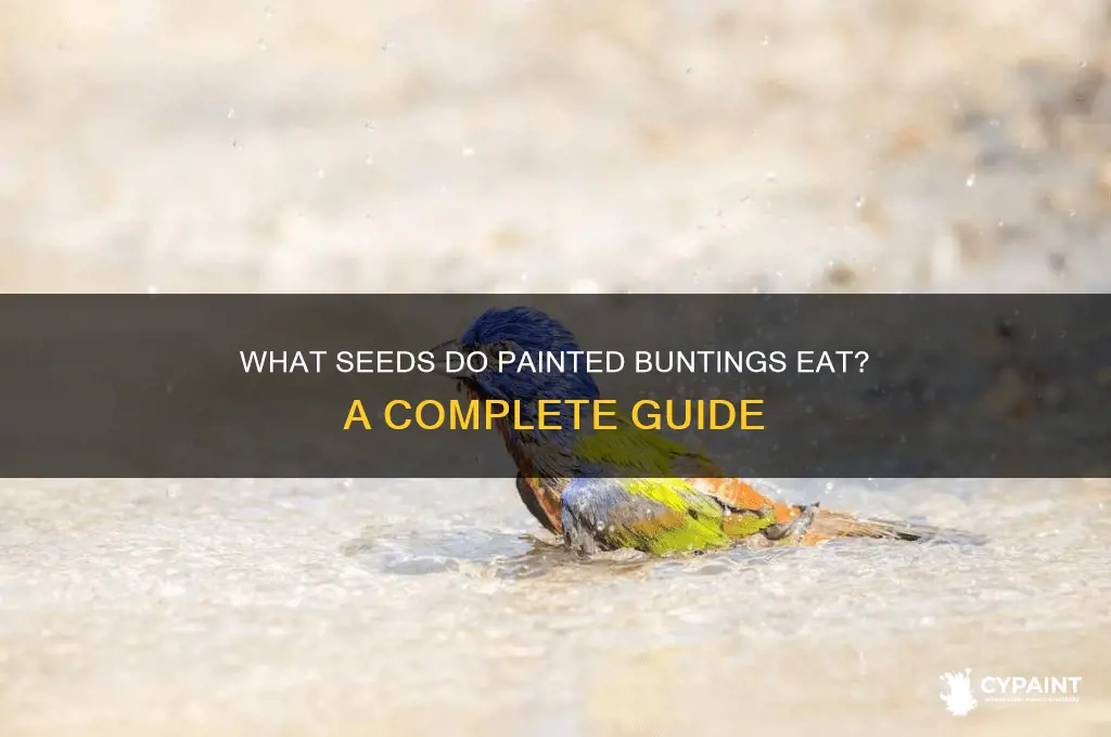 What Seeds Do Painted Buntings Eat? A Complete Guide | CyPaint