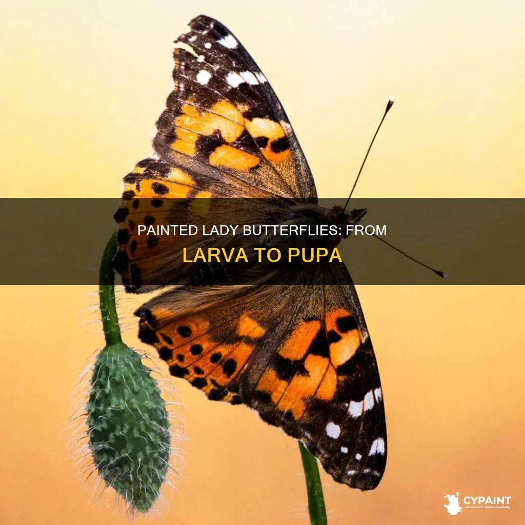 Painted Lady Butterflies: From Larva To Pupa | CyPaint