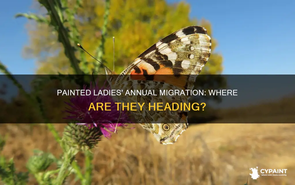 Painted Ladies' Annual Migration: Where Are They Heading? | CyPaint
