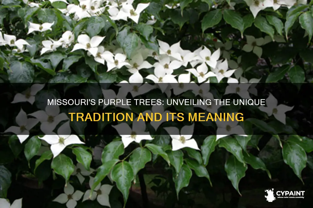 Missouri's Purple Trees: Unveiling The Unique Tradition And Its Meaning ...